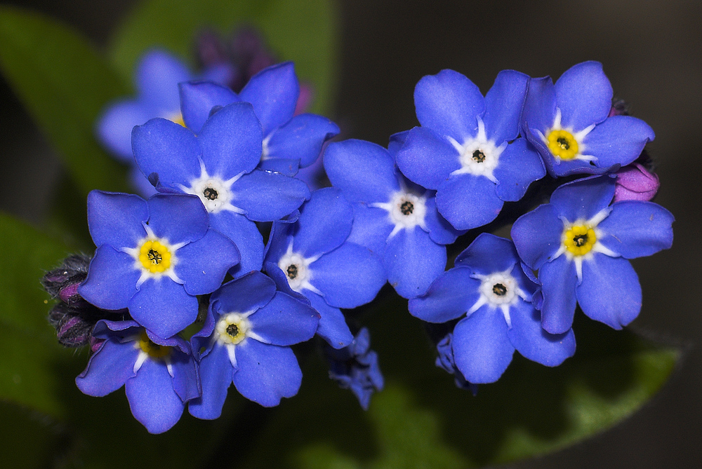 Vergissmeinnicht Foto & Bild | pflanzen, pilze & flechten, blüten- & kleinpflanzen ...
