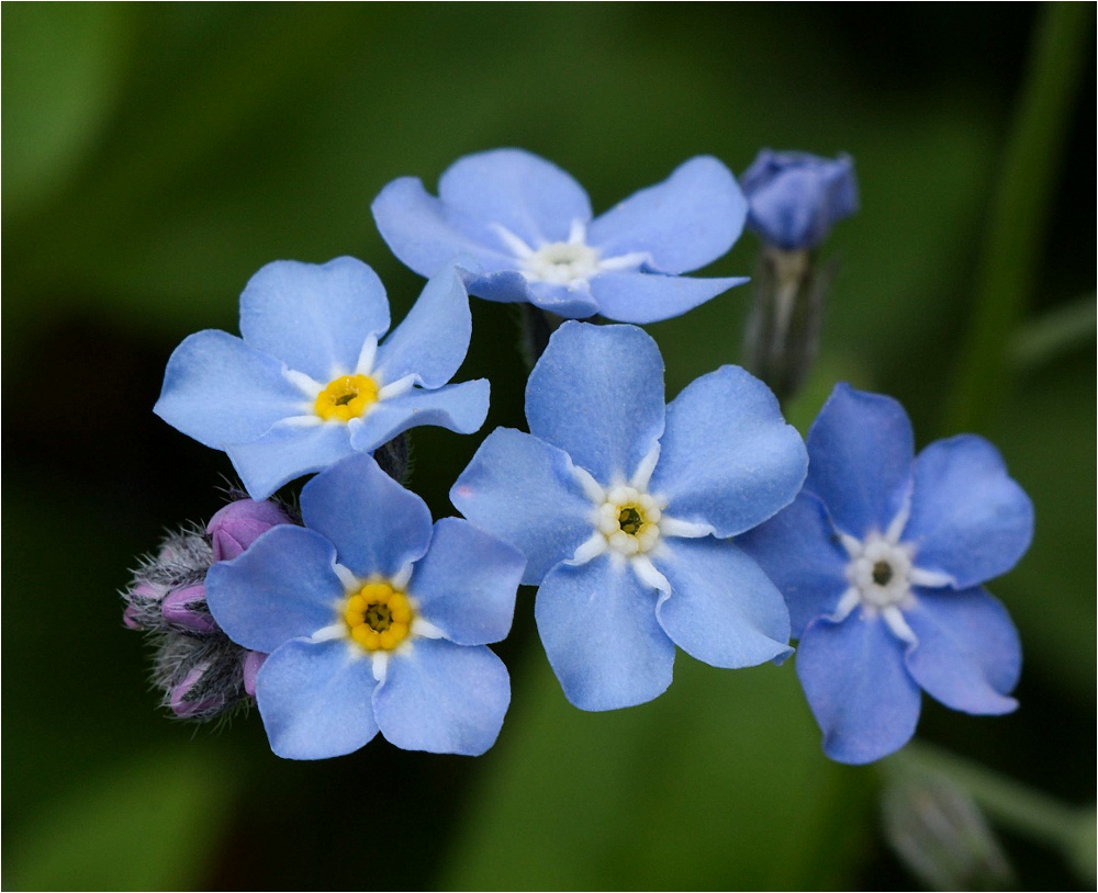 Vergissmeinnicht Foto & Bild | pflanzen, pilze & flechten, blüten- & kleinpflanzen ...