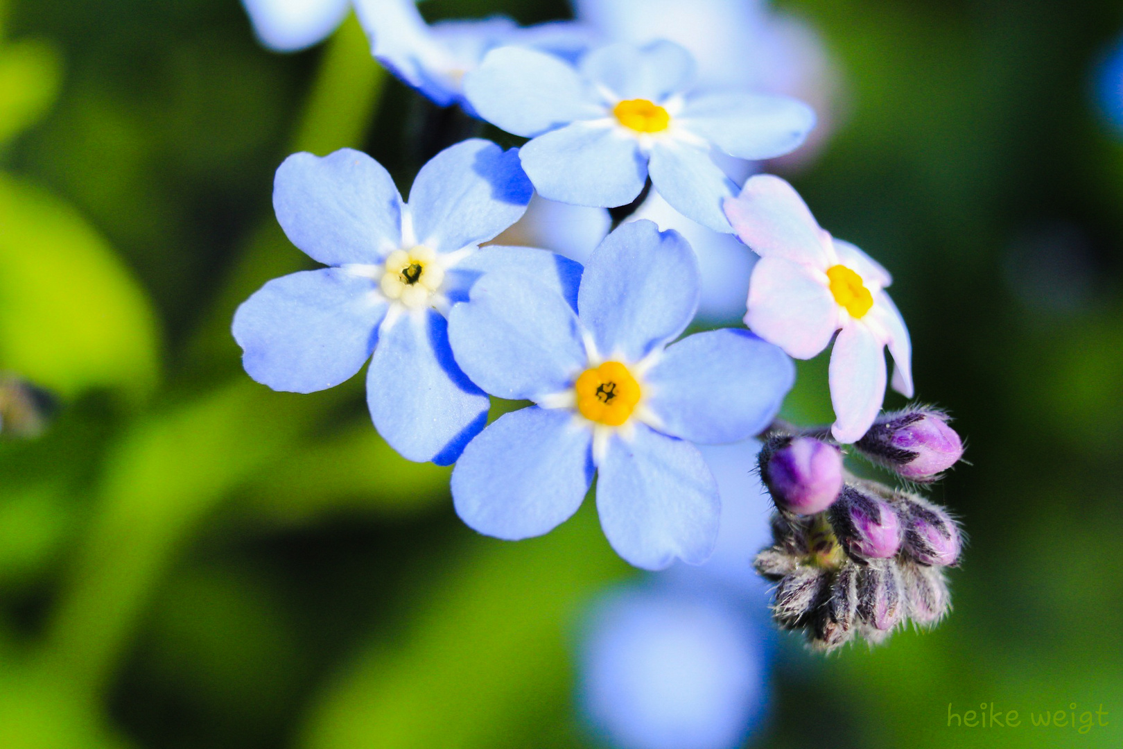 Vergissmeinnicht Foto & Bild | pflanzen, pilze & flechten, blüten- & kleinpflanzen ...