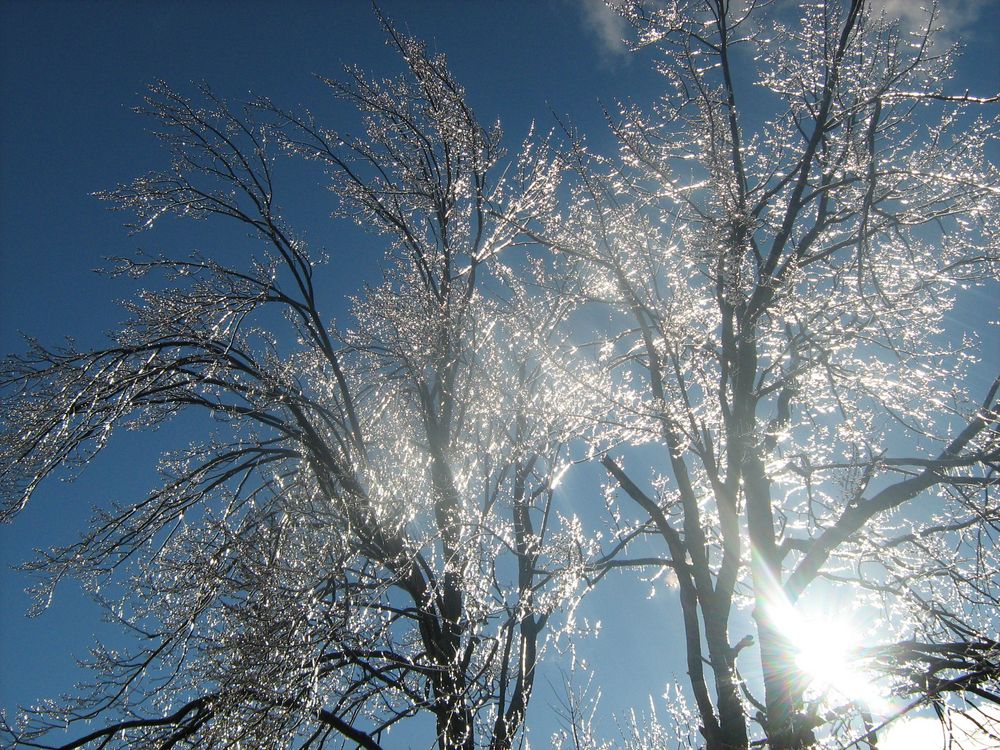 Verglas photo et image | arbres, verglas chez maman, nature Images ...