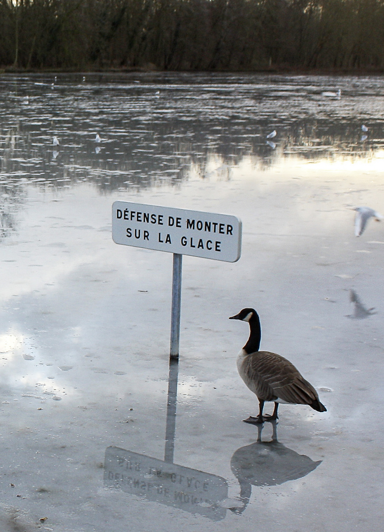 Verglas fréquent photo et image | divers, la nature simplement, nature ...