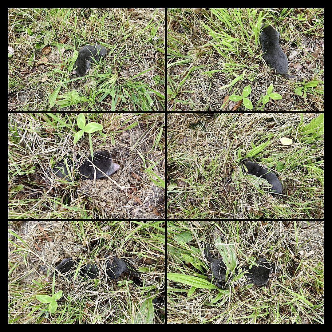 Verlaufen Foto & Bild | tiere, wildlife, säugetiere Bilder auf ...