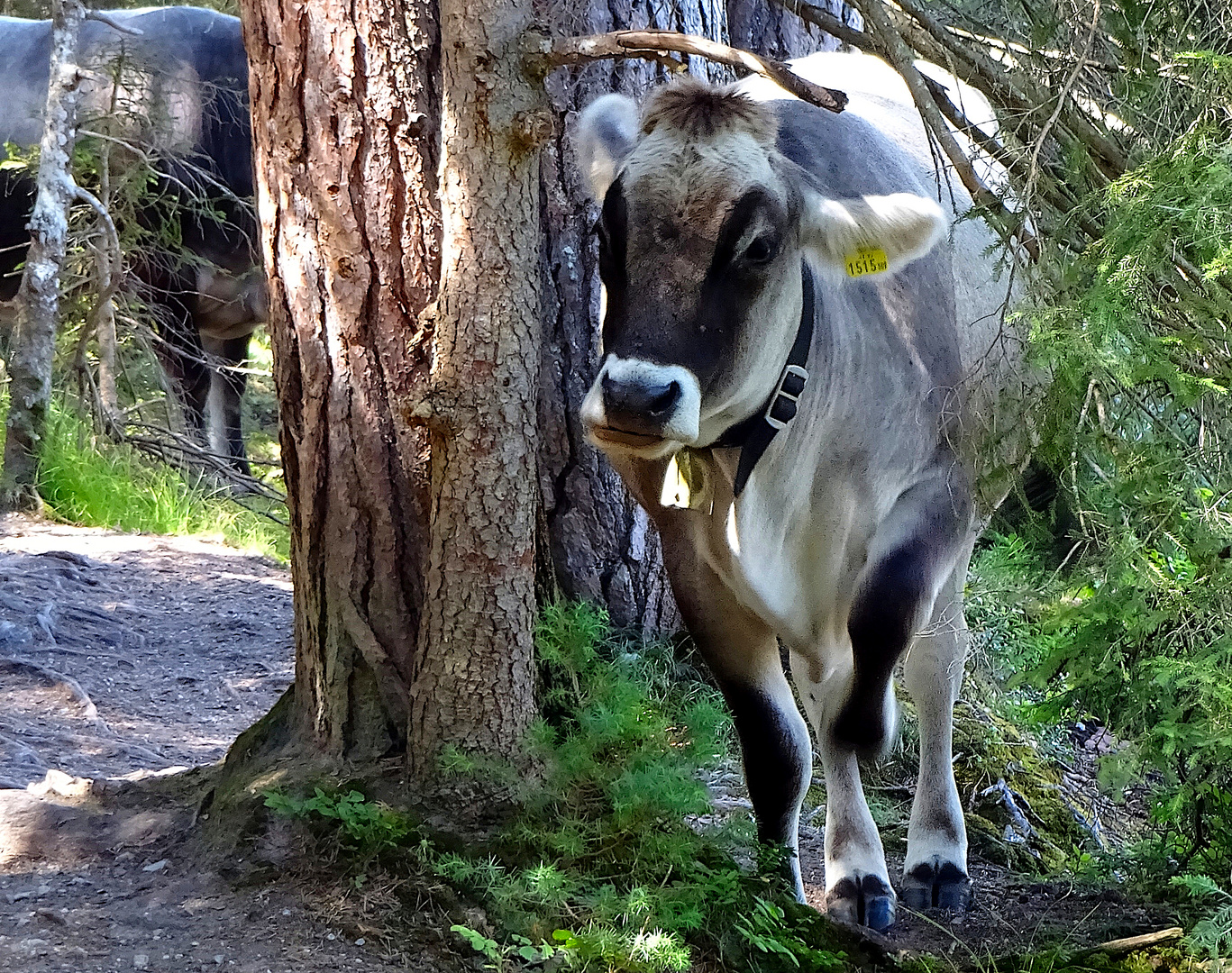 Verlaufen Foto & Bild | tiere, haustiere, nutztiere Bilder auf ...