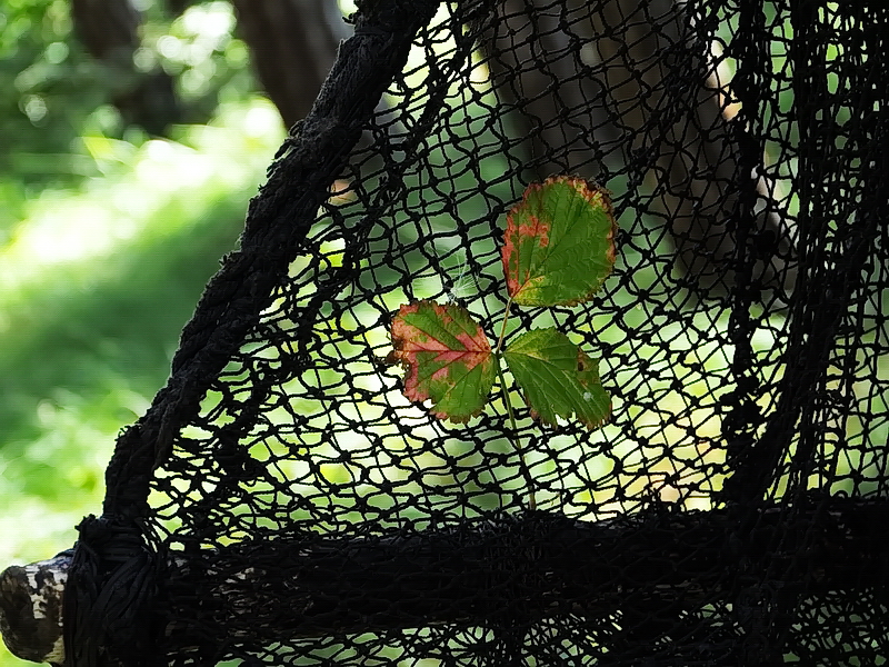 Vernetzte Natur... Foto & Bild | natur, landschaft, pflanzen Bilder auf ...