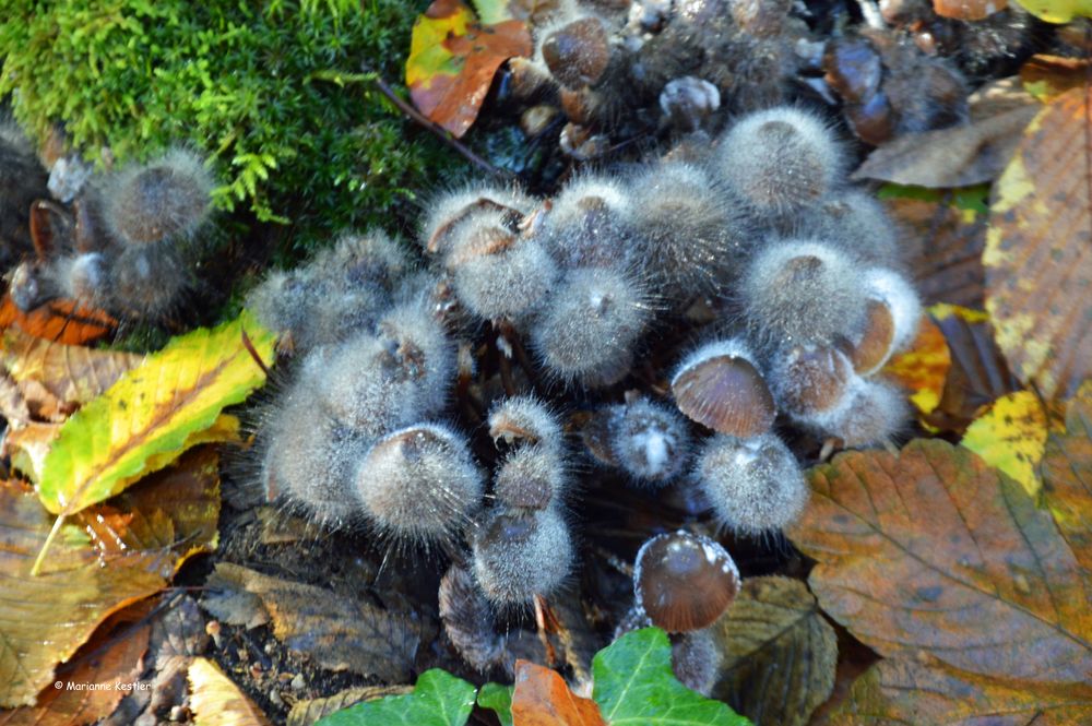 Verpilzte Pilze Foto & Bild | pflanzen, pilze & flechten, landschaft, pilze & flechten Bilder ...