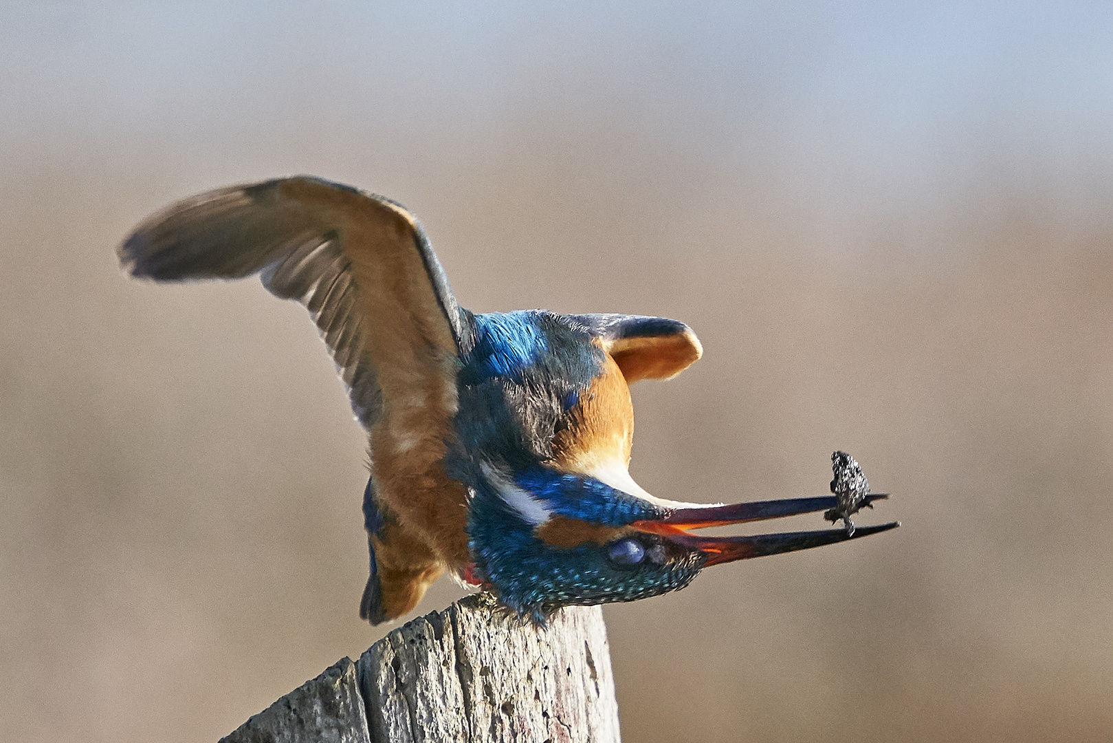 Verrenkung Foto & Bild | tiere, wildlife, wild lebende vögel Bilder auf ...