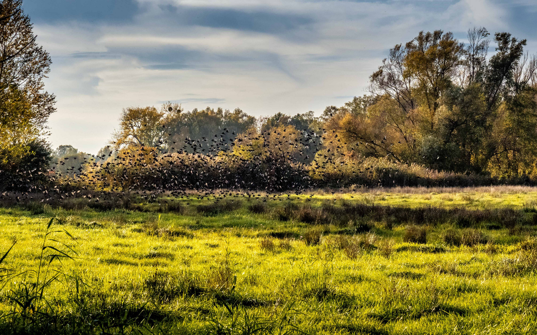 Versammlung der Stare Foto & Bild | tiere, wildlife, wild lebende vögel ...