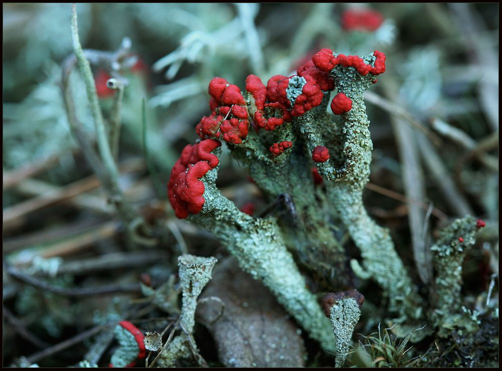 Versammlung der Vielfinger-Flechten Foto & Bild | pflanzen, pilze & flechten, pilze & flechten ...