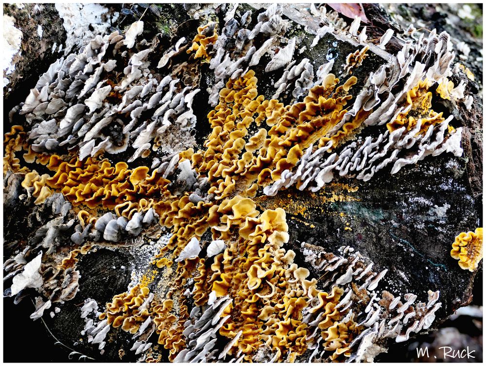 Verschiedene Baumpilze an einer Baumscheibe Foto & Bild | pflanzen, pilze & flechten, pilze ...