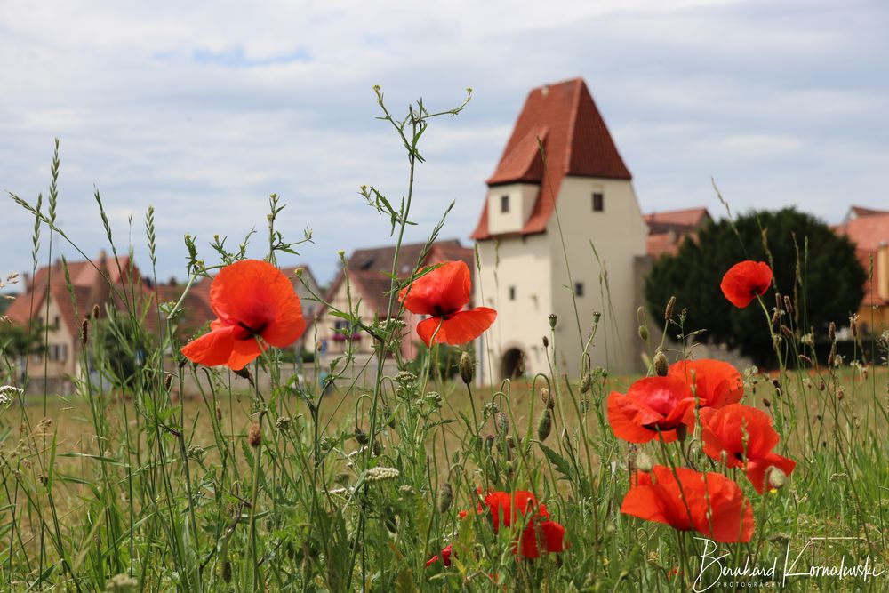 Verschiedenes Foto & Bild | natur Bilder auf fotocommunity