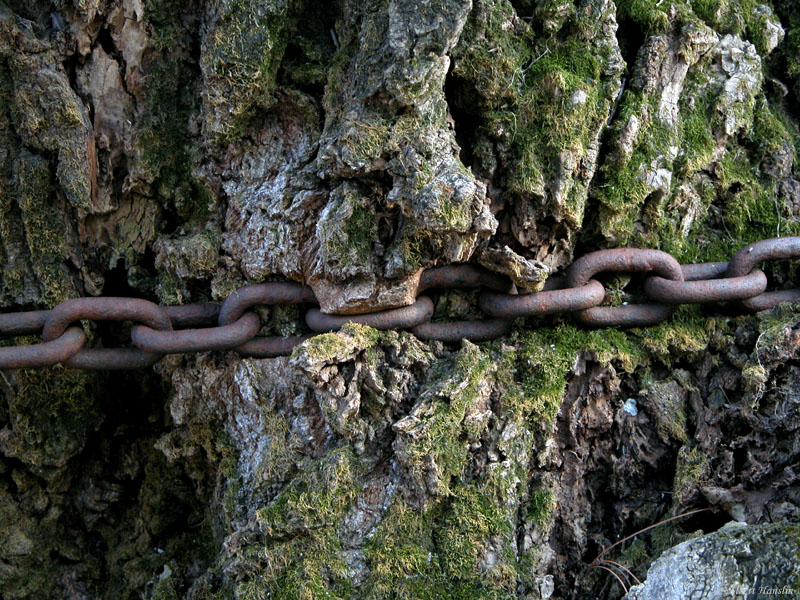 Verschlingen einer Kette! Foto & Bild | pflanzen, pilze & flechten ...