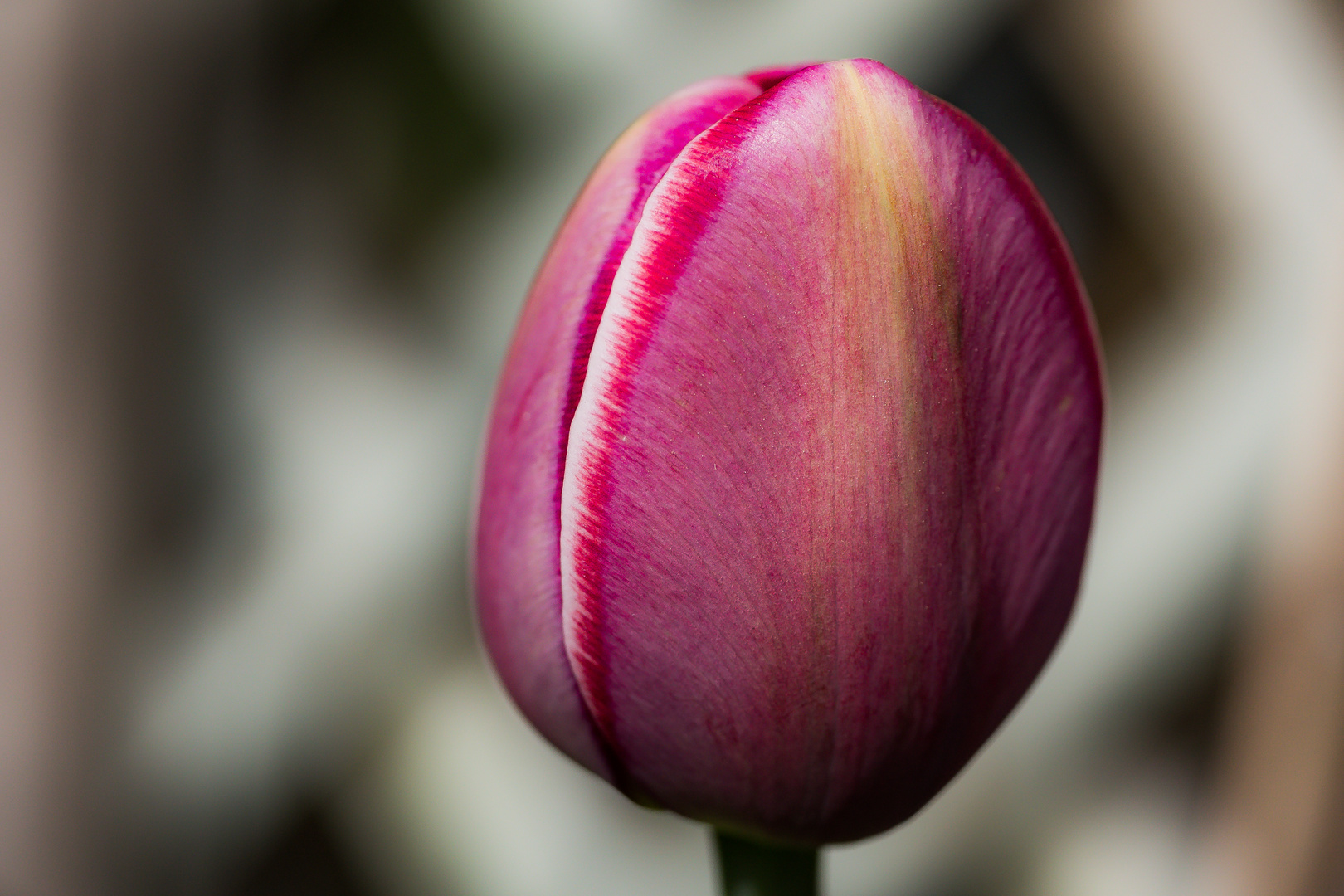 Verschlossen Foto & Bild | pflanzen, pilze & flechten, blüten- & kleinpflanzen, tulpen Bilder ...