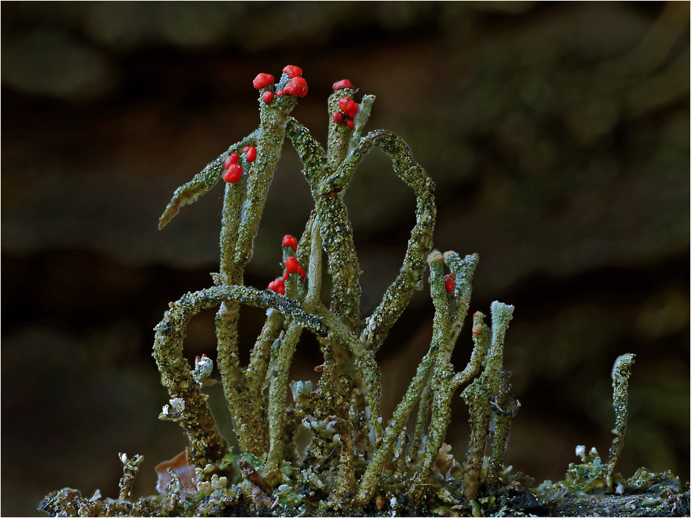 Verschlungene Flechte Foto & Bild | pflanzen, pilze & flechten, pilze ...