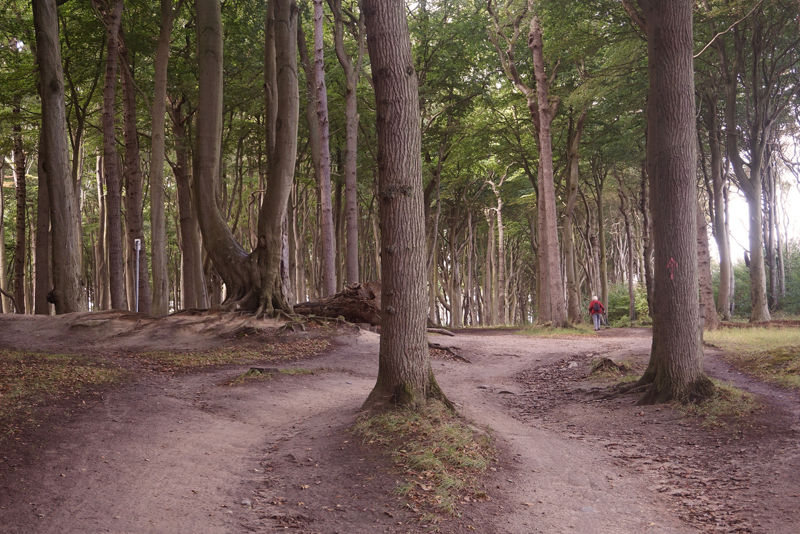 Verschlungene Wege Foto & Bild | world, wald, meer Bilder auf fotocommunity