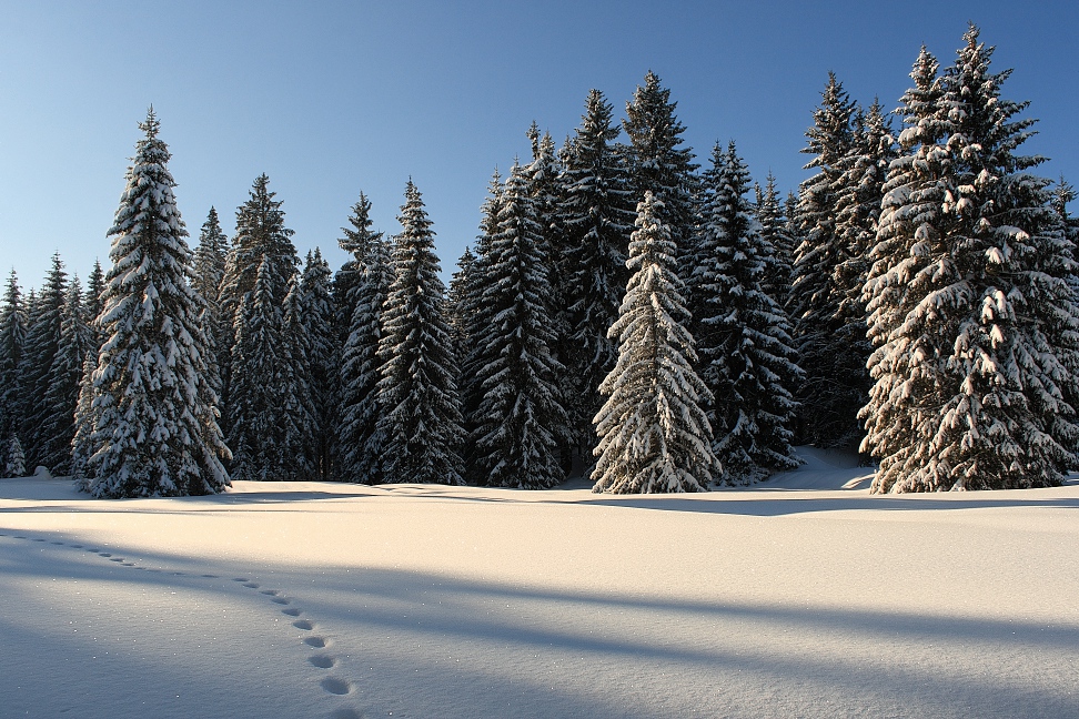 verschneite Tannen Foto & Bild | jahreszeiten, winter, erzgebirge ...