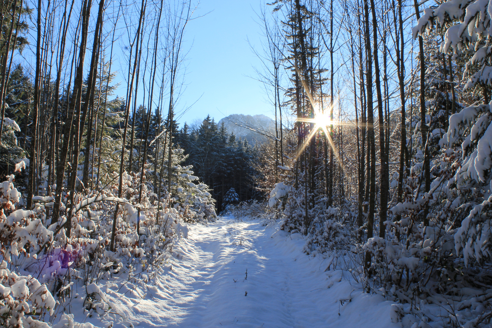 verschneiter Wald Foto & Bild | jahreszeiten, winter, natur Bilder auf fotocommunity