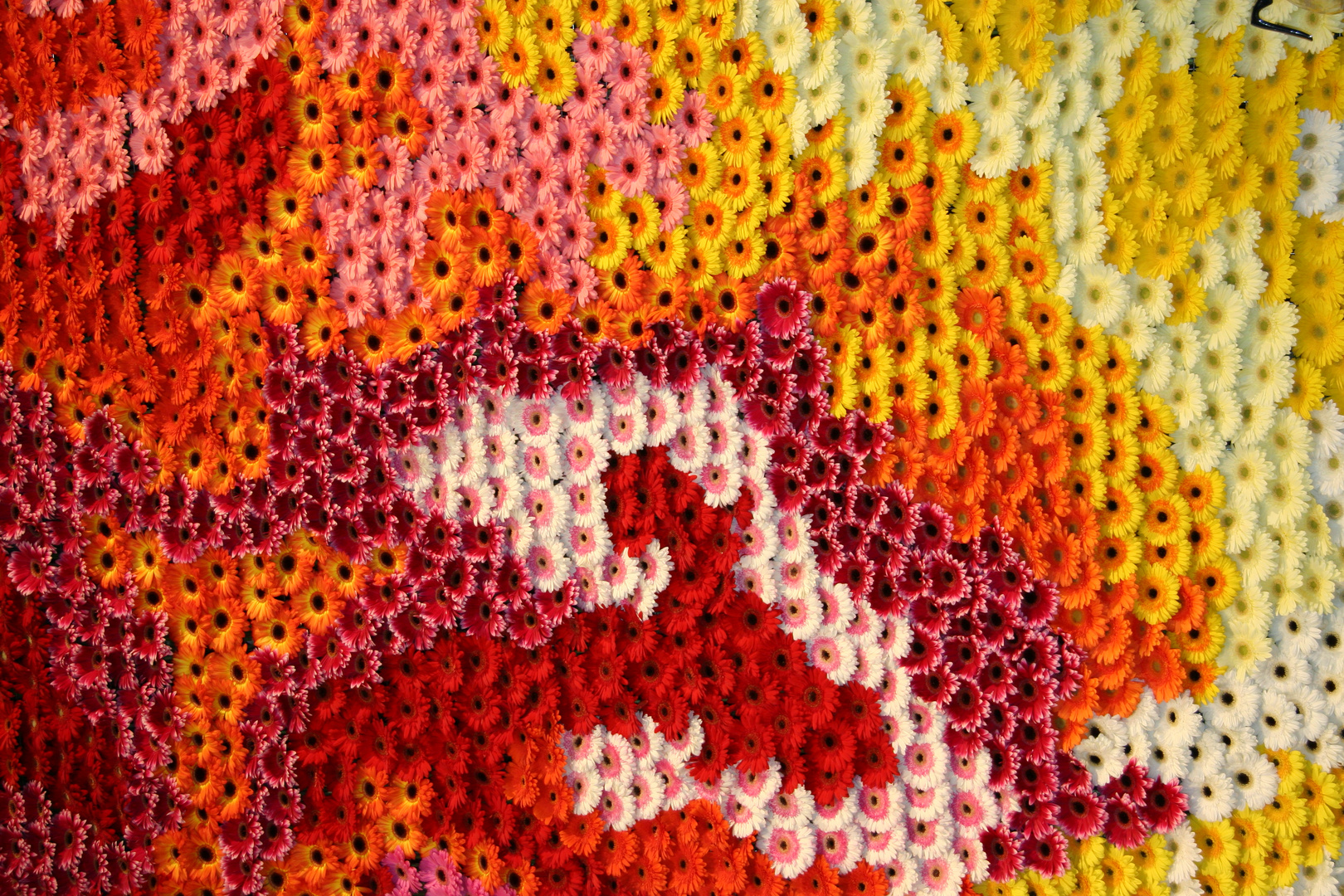 verschwenderisch Foto & Bild | colorfoto: farben, wettbewerbe , blüten ...