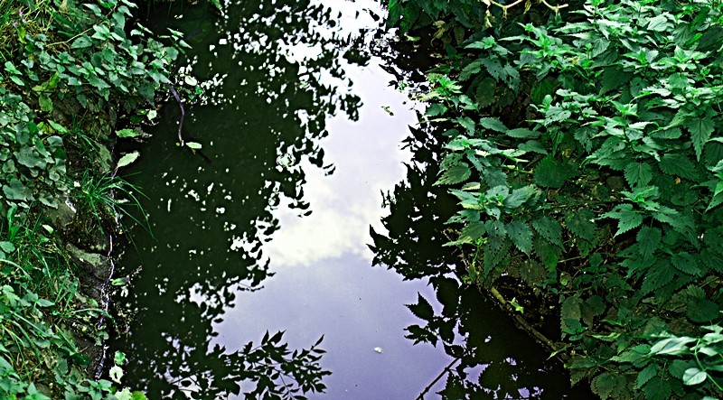 Verspiegelt Foto & Bild | archiv projekte naturchannel, naturprojekte ...