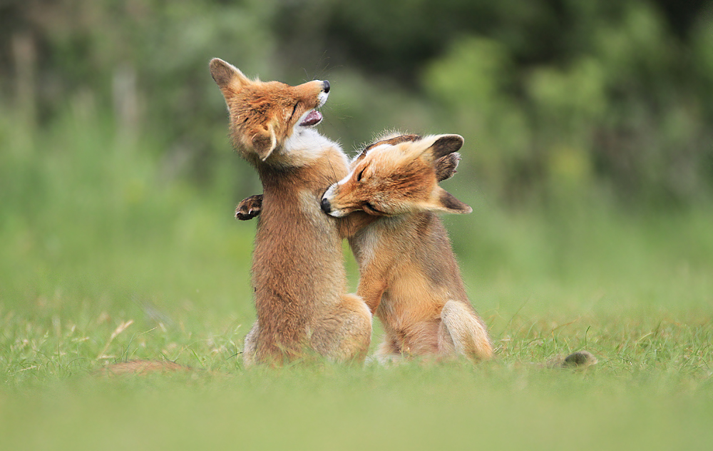 Verspielt Foto & Bild | canon, sommer, natur Bilder auf fotocommunity