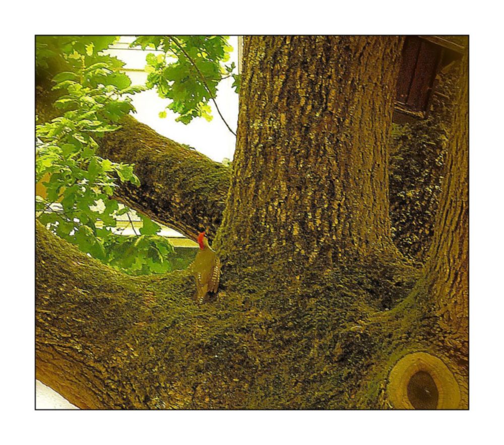 Verstecken Foto & Bild | bäume, natur, landschaft Bilder auf fotocommunity