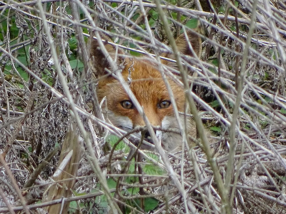 Verstecken spielen Foto & Bild | fotos, natur, landschaft Bilder auf ...