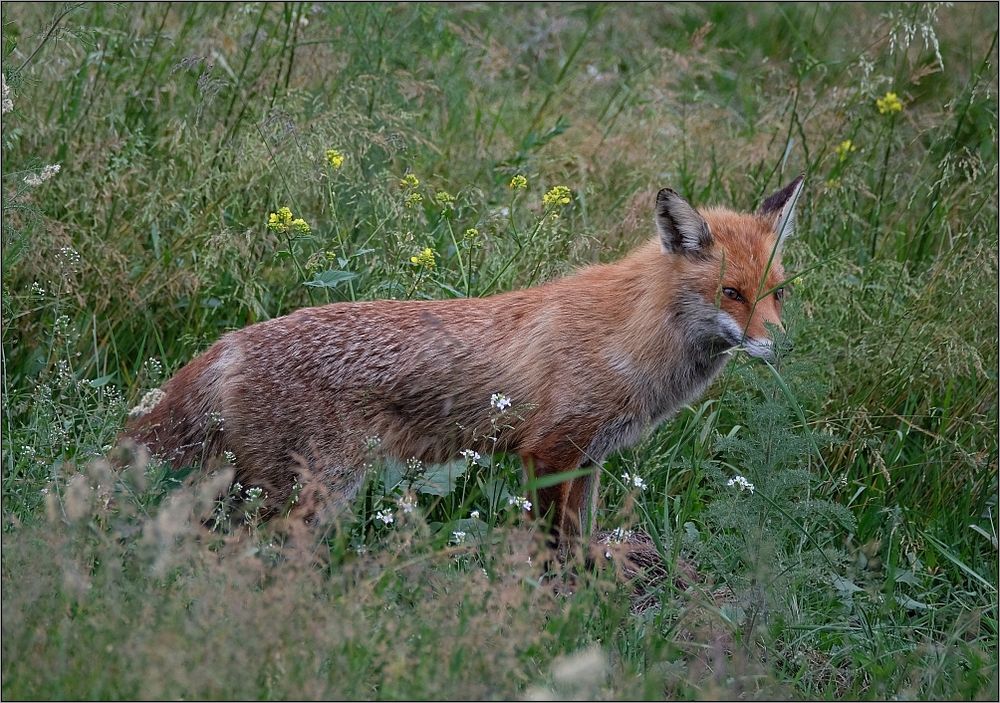 'Versteckt' hinter Halmen... Foto & Bild | natur, tiere, wildlife ...