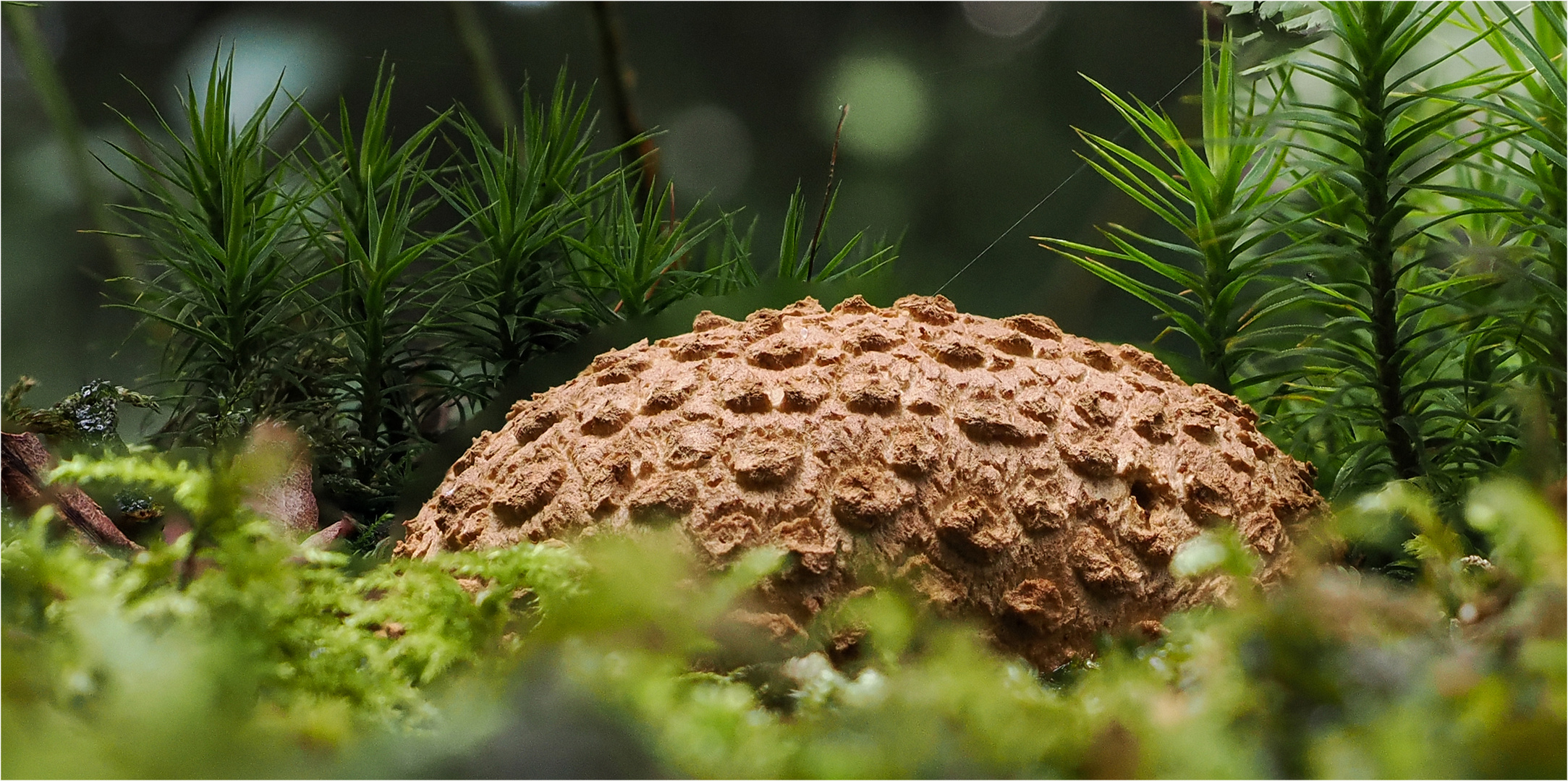 versteckt im Moos ..... Foto & Bild | pflanzen, pilze & flechten, pilze & flechten, pilze ...