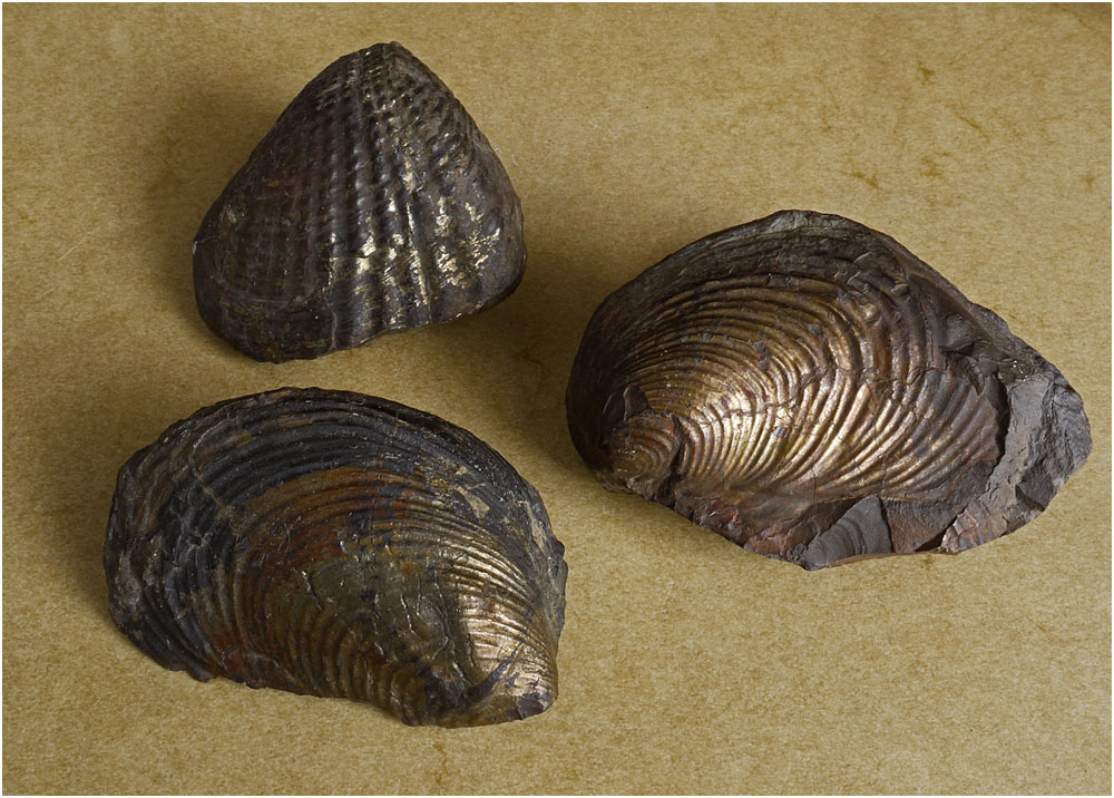 Versteinerte Muscheln Foto & Bild | sonstiges, fossilien & präparate ...