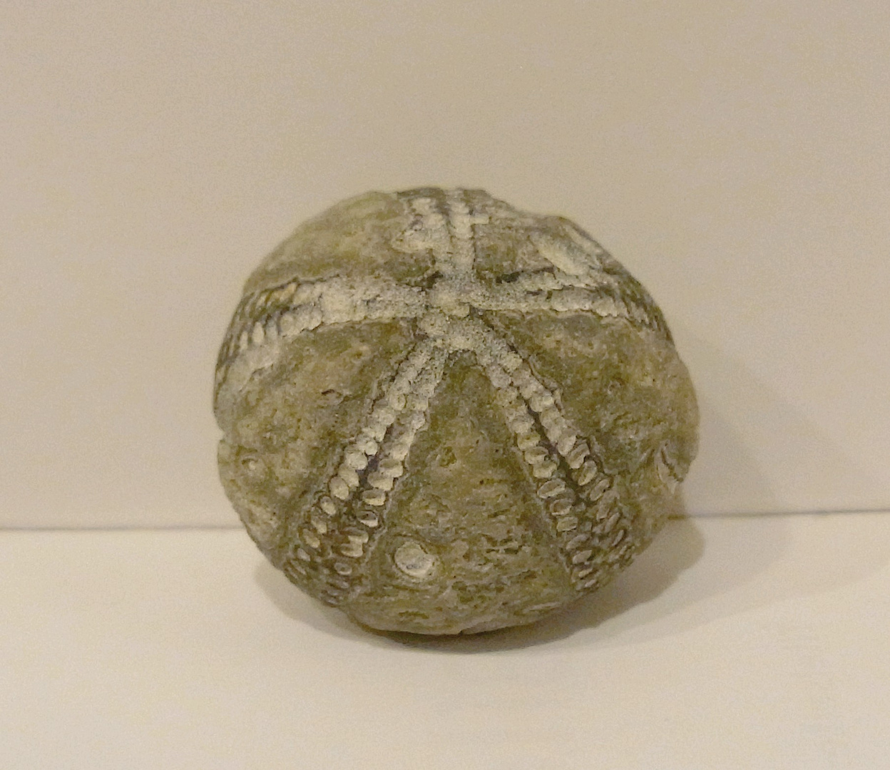 Versteinerter Seeigel Foto & Bild | sonstiges, fossilien & präparate ...