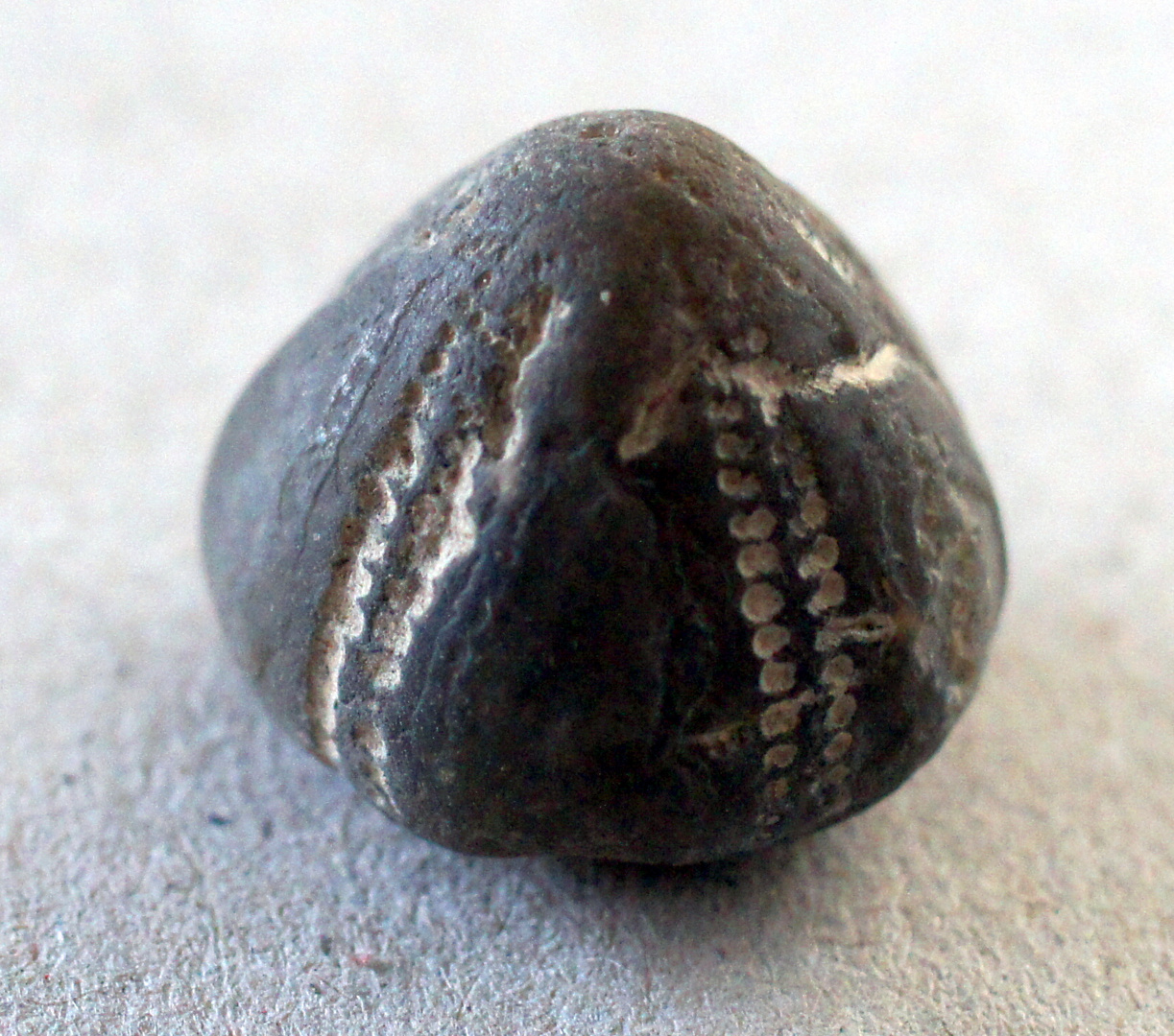 Versteinerter Seeigel Foto & Bild | sonstiges, fossilien & präparate ...