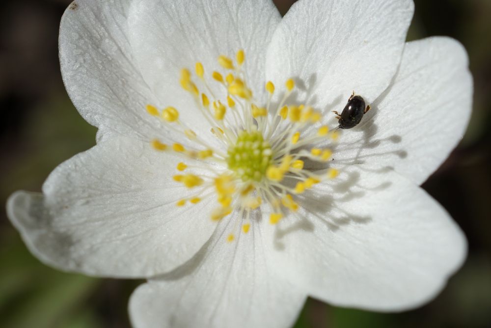 Versuch in Makrophotographie Foto & Bild | pflanzen, pilze & flechten ...