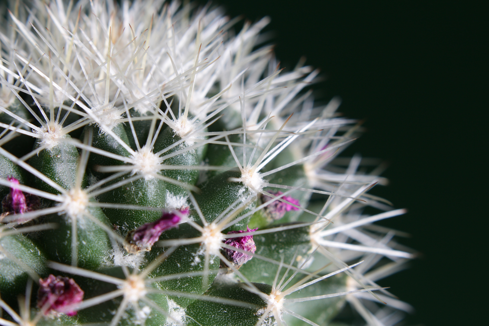 Versuch Makro #5 Foto & Bild | nah- & makro, techniken, aufnahme-techniken Bilder auf fotocommunity