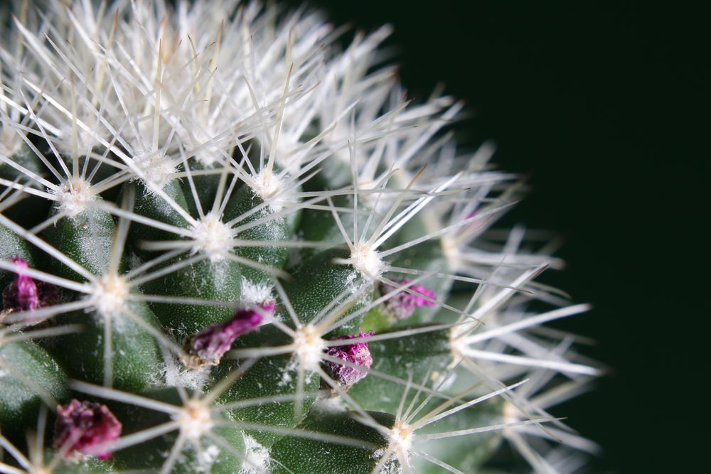 Versuch Makro #5 Foto & Bild | nah- & makro, techniken, aufnahme-techniken Bilder auf fotocommunity