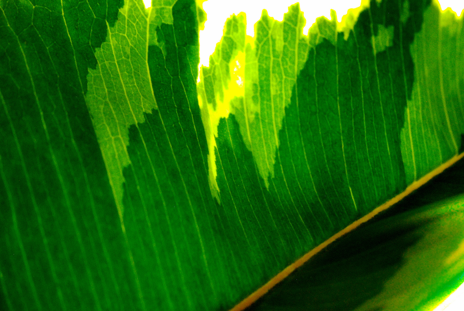 vert photo et image | graphisme 2d, digiart Images fotocommunity