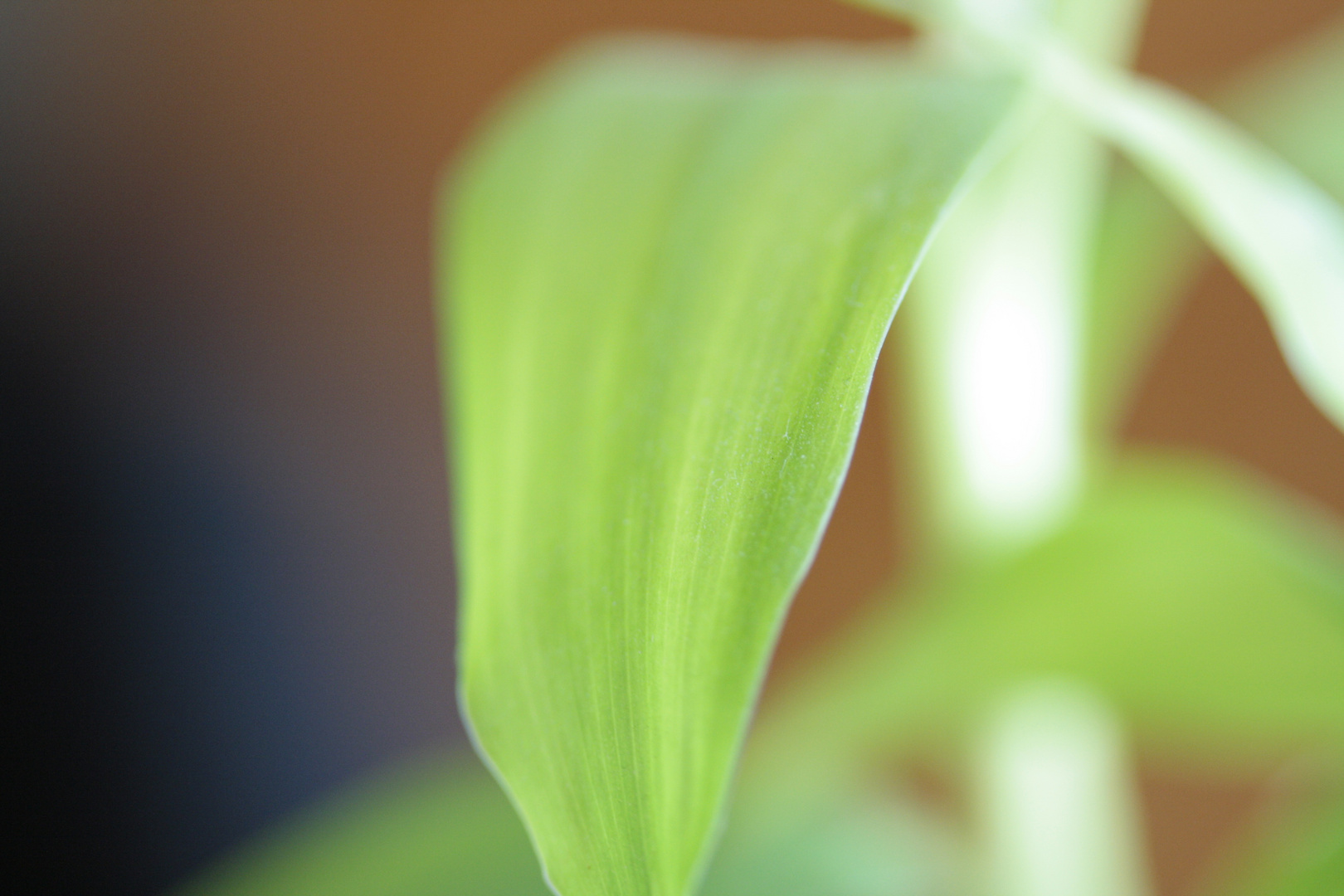 Vert-tige 2 photo et image | plantes, champignons & lichens, nature ...