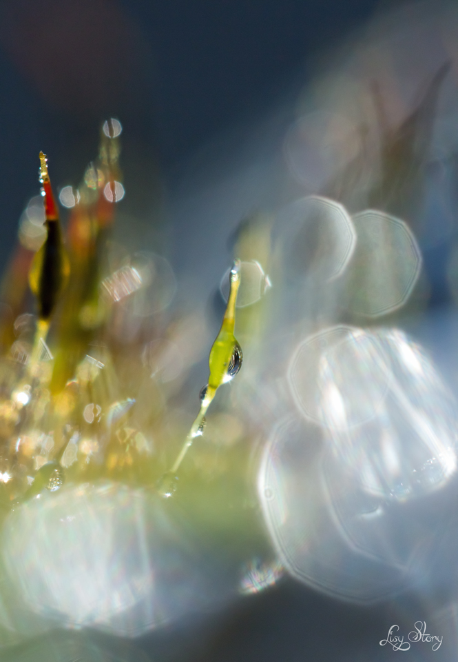 Vert-tige photo et image | macro nature, macro divers, le nom de la ...