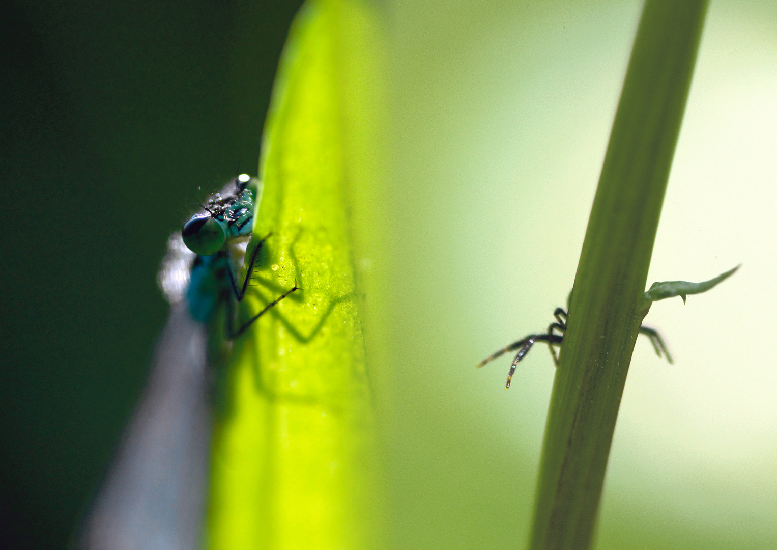 vert-tige photo et image | macro nature, macro insectes, nature Images ...