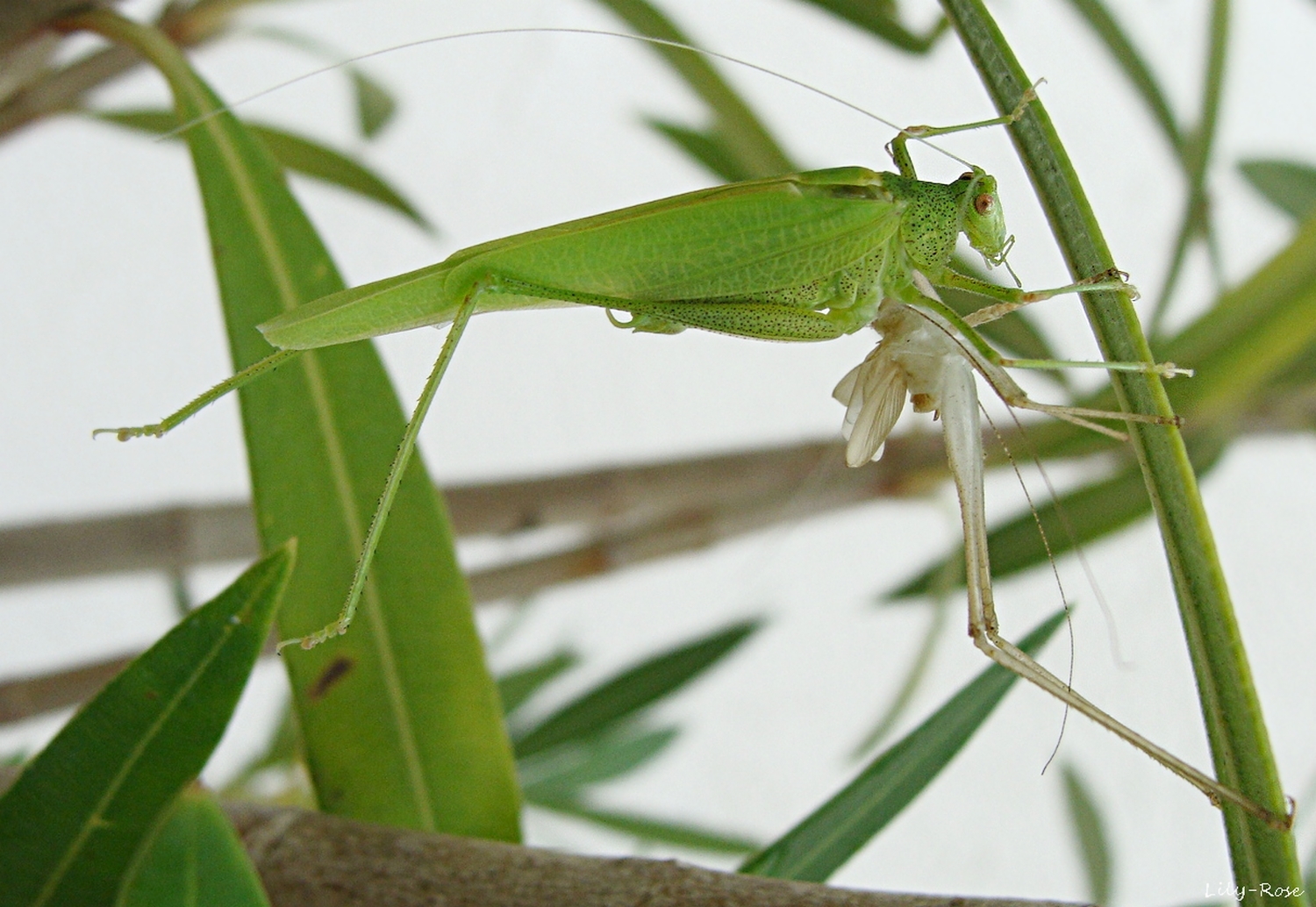Vert Tige ... photo et image | macro nature, macro insectes, sauterelle ...