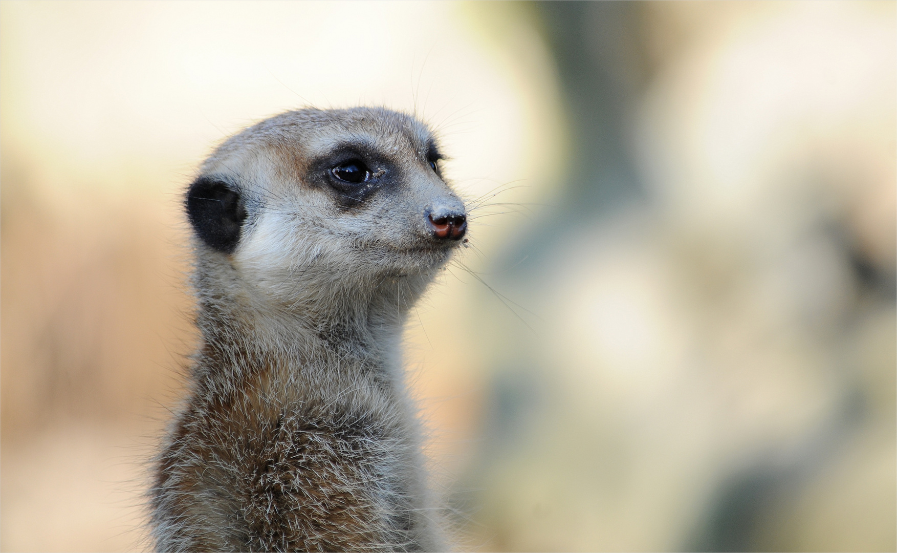 *Verträumt und wachsam* Foto & Bild | tiere, zoo, wildpark & falknerei, säugetiere Bilder auf ...