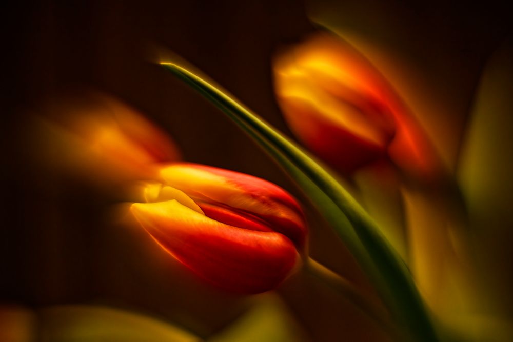 Verträumte Vintage-Tulpen Foto & Bild | fotos, art, spezial Bilder auf fotocommunity