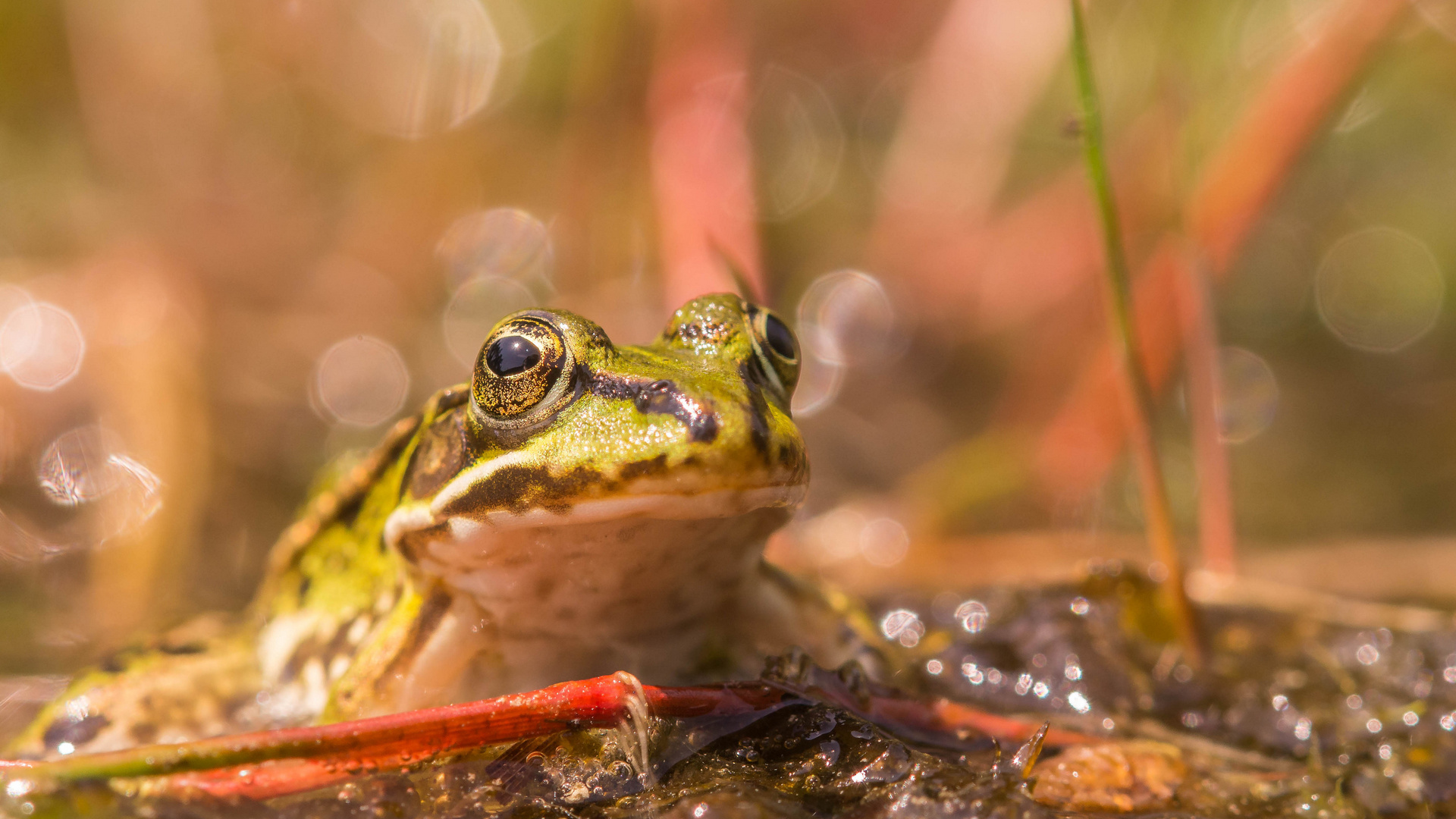 verträumter Blick Foto & Bild | natur, tiere, moor Bilder auf fotocommunity
