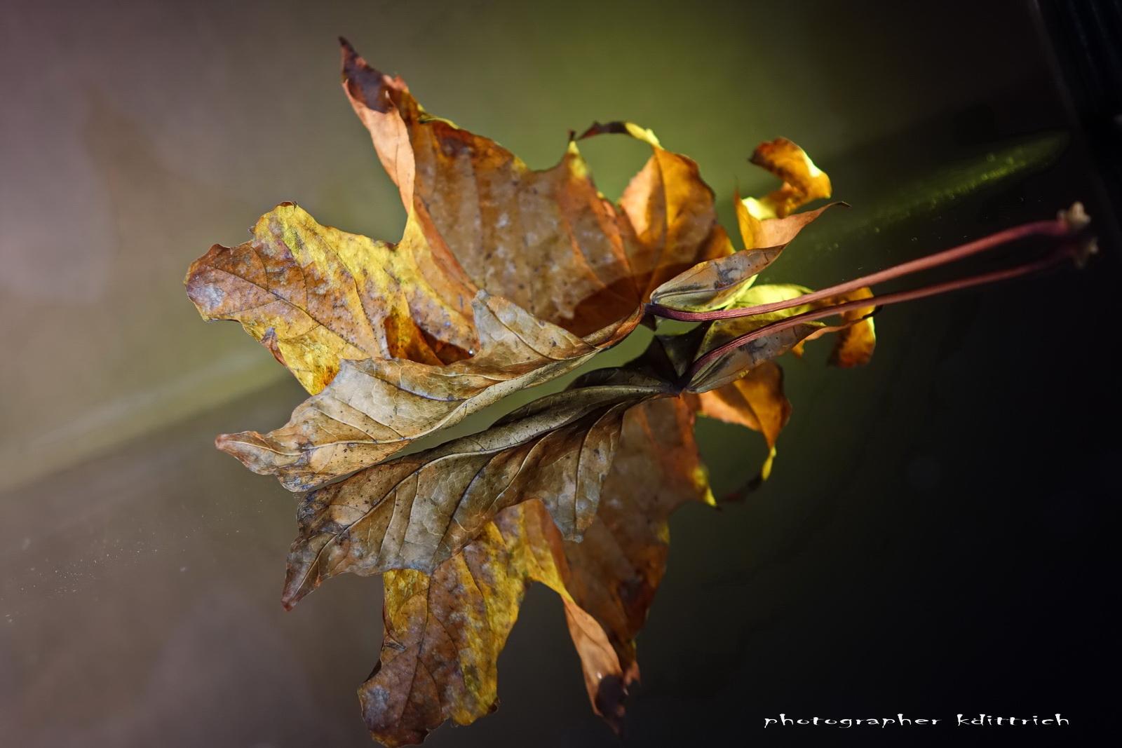 Vertrocknet.... Foto & Bild | spezial, natur, spiegel Bilder auf ...