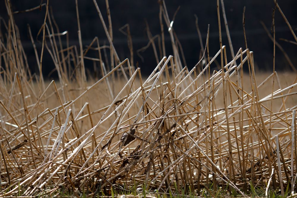 vertrocknet Foto & Bild | landschaft, Äcker, felder & wiesen, leben ...