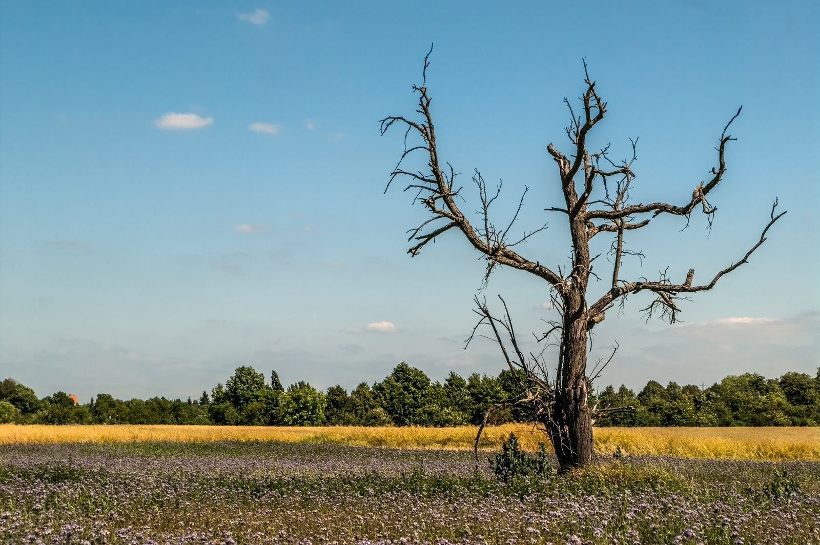 Vertrocknet Foto & Bild | pflanzen, pilze & flechten, bäume ...