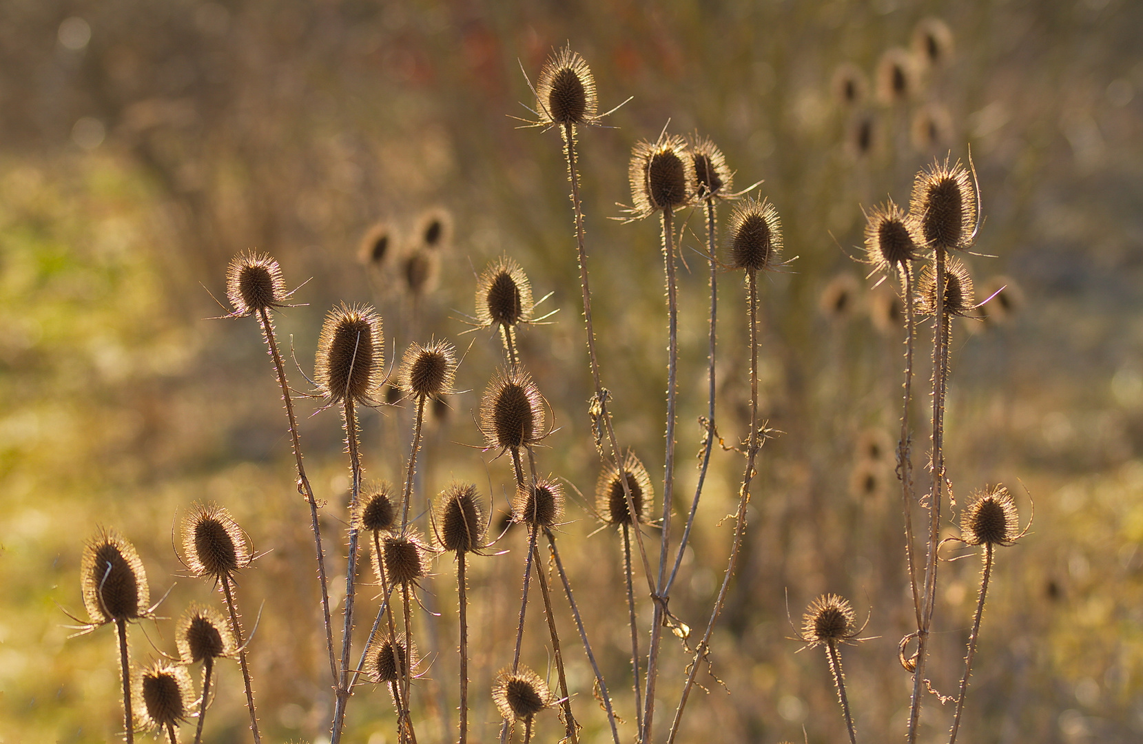 Vertrocknet und trotzdem schön Foto & Bild | outdoor, sonne, licht ...
