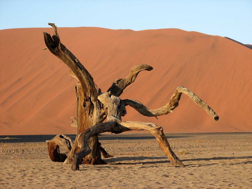 vertrockneter Baum Foto & Bild | africa, southern africa, namibia ...