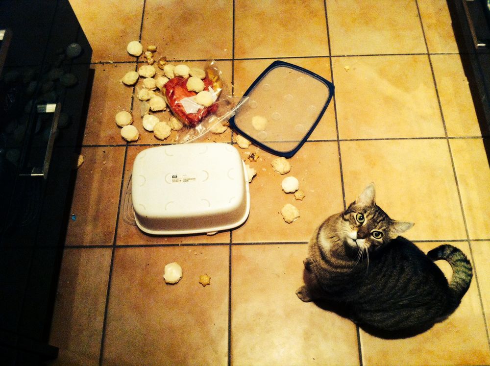 Vertuschen = Fremdwort Foto & Bild | tiere, haustiere, katzen Bilder ...