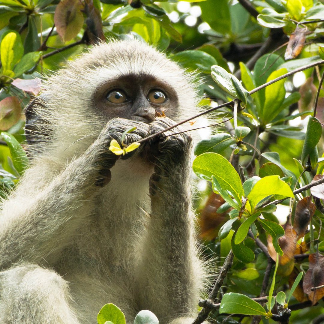Vervet Monkey Foto & Bild | tiere, wildlife, natur Bilder auf fotocommunity