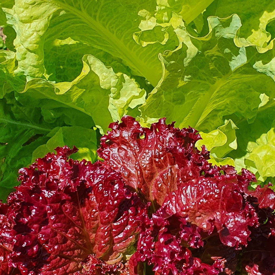 Verwandt, doch unterschiedlich ... Foto & Bild | abstraktes, projekte ...