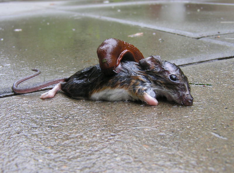 Verwesung Foto & Bild | sonstiges, totes, natur Bilder auf fotocommunity